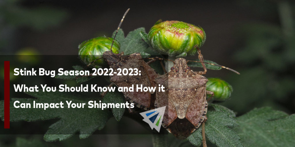 Stink Bug Season 2022-2023: What You Should Know and How it Can Impact ...