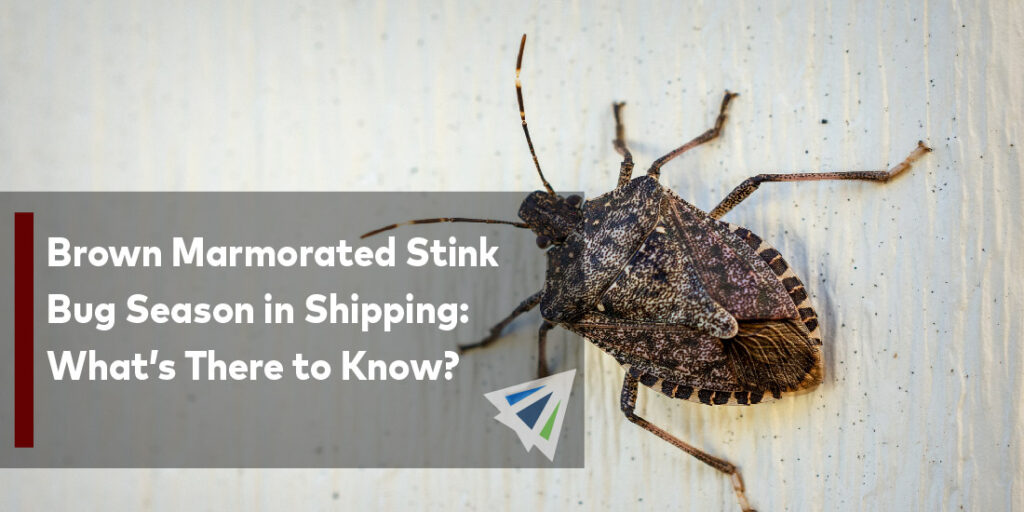 Brown Marmorated Stink Bug Season in Shipping: What’s There to Know ...